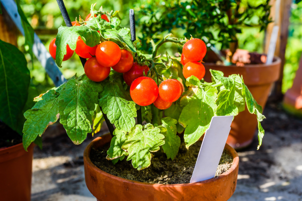 Step-by-Step Guide on How to Grow Red Cherry Tomato Plants: Facts, Ben