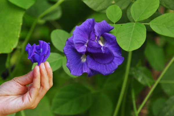 Butterfly Pea Flower Plant Benefits & Growing Tips at Home | Bombay Greens