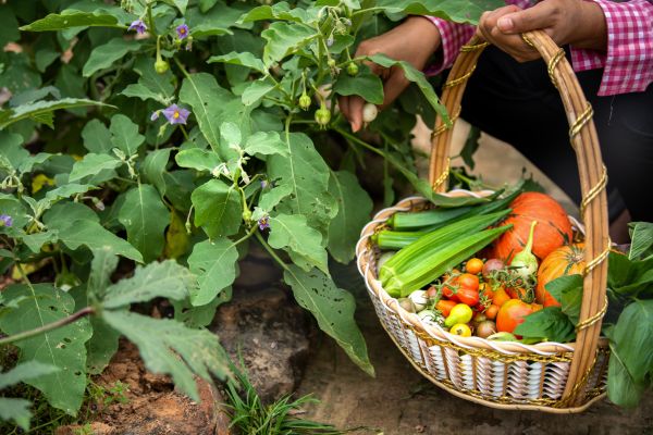 NaturallyGood - Premium Organic Vegetables Delivered Fresh | Farm to Table