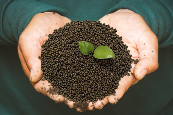 Difference Between DAP and NPK Fertilizer | Bombay Greens