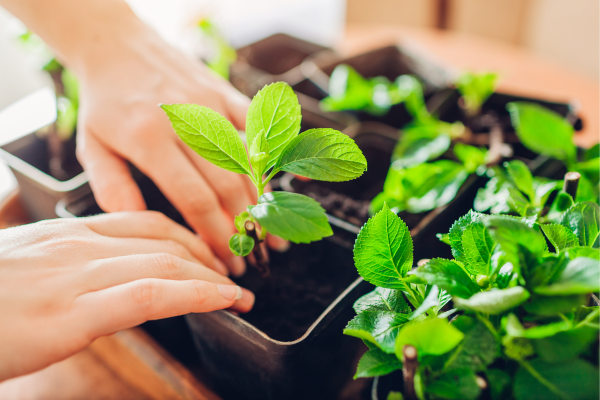 10 Fast Growing Plants to Enhance Your Garden