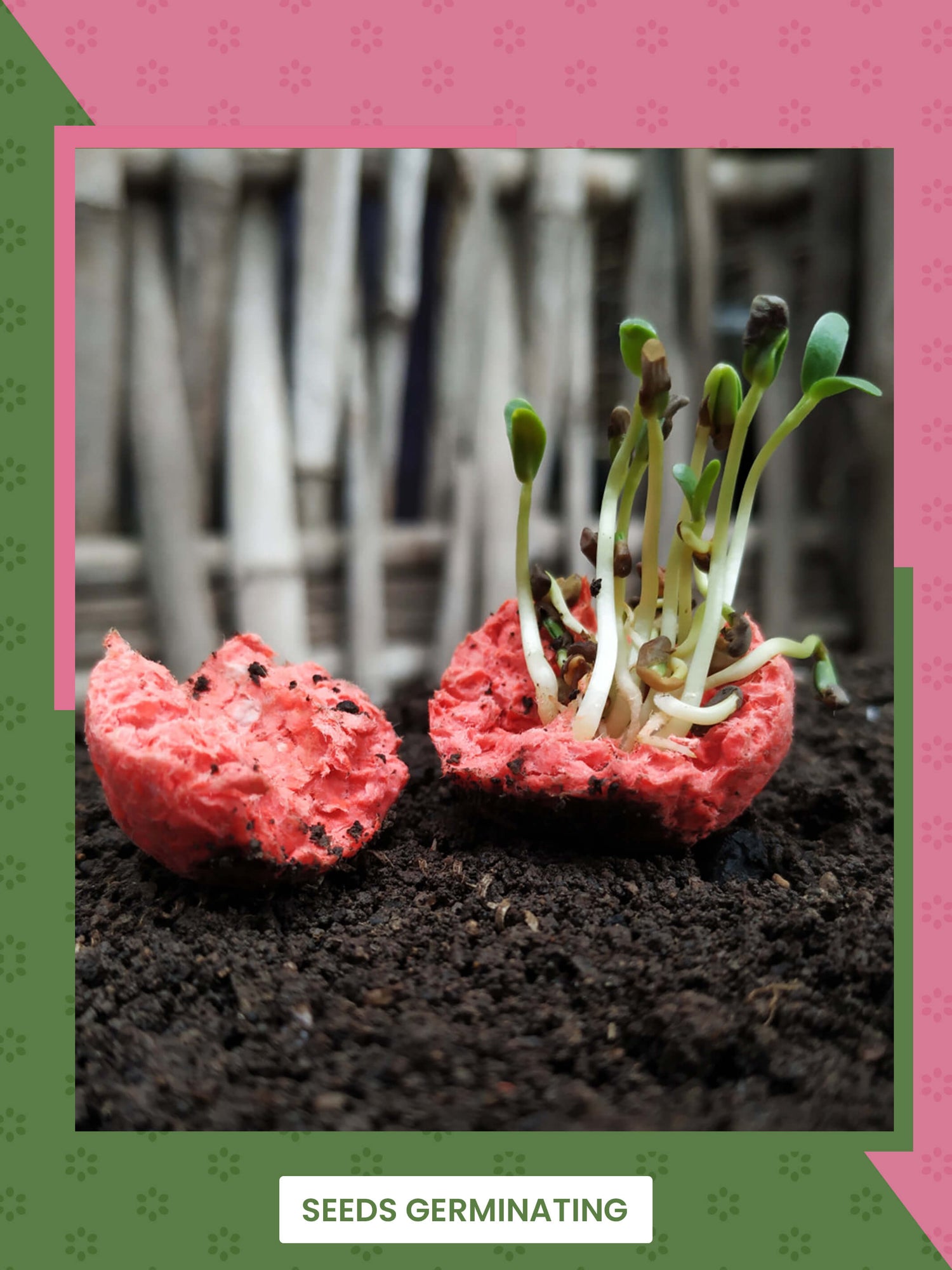 Plantable Beej Mithai Grow Kit For Wedding Online | Bombay Greens