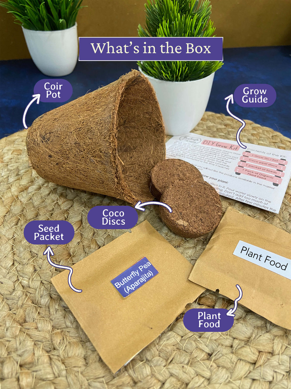 Buy Butterfly Pea Plant Grow Kit | Bombay Greens