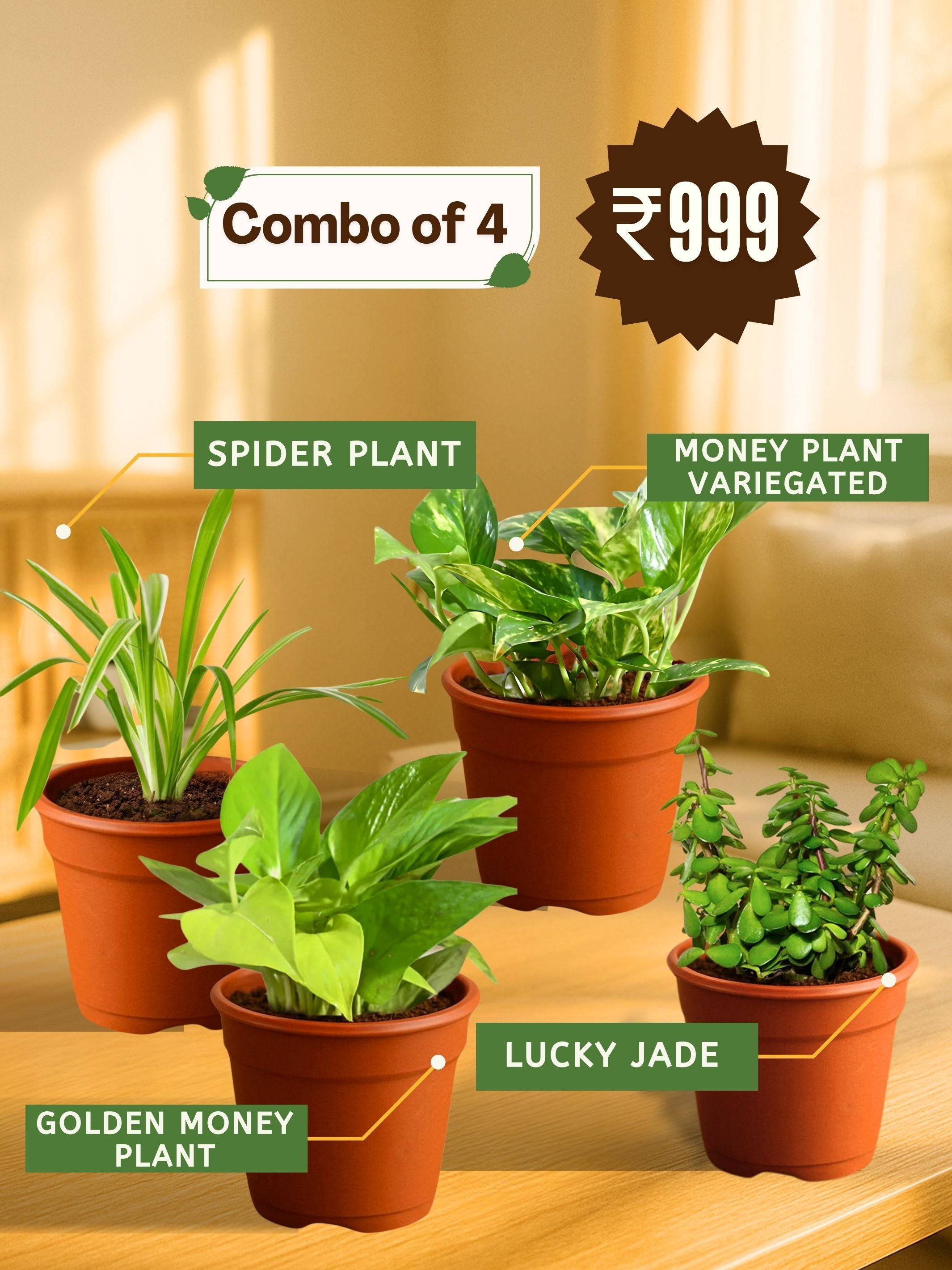 Combo - Money-Jade-Spider-Money Plant (Variegated)