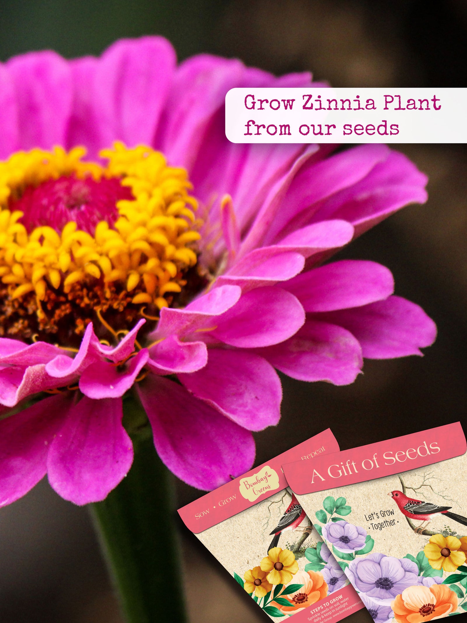 Zinnia Plant Seeds - Grow Zinnia Flowers At Home | Bombay Greens