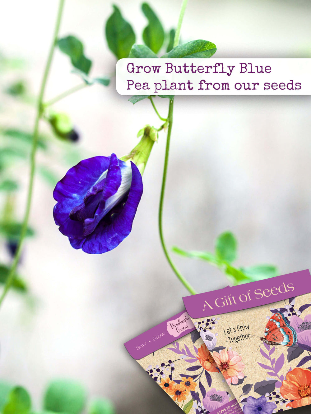 Butterfly Pea Seeds - Blue Pea Flower Seeds (अपराजिता बीज) Online in India