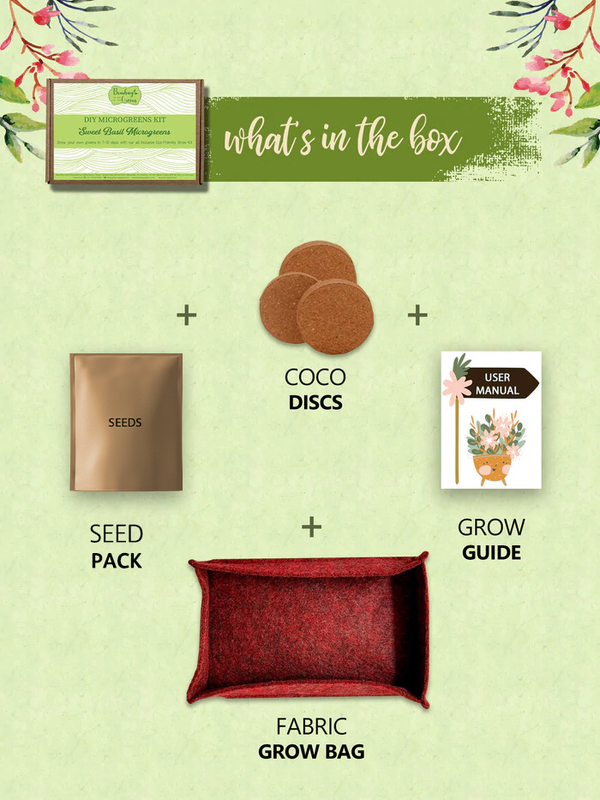 Sweet Basil Microgreens Kit Online In India | Bombay Greens