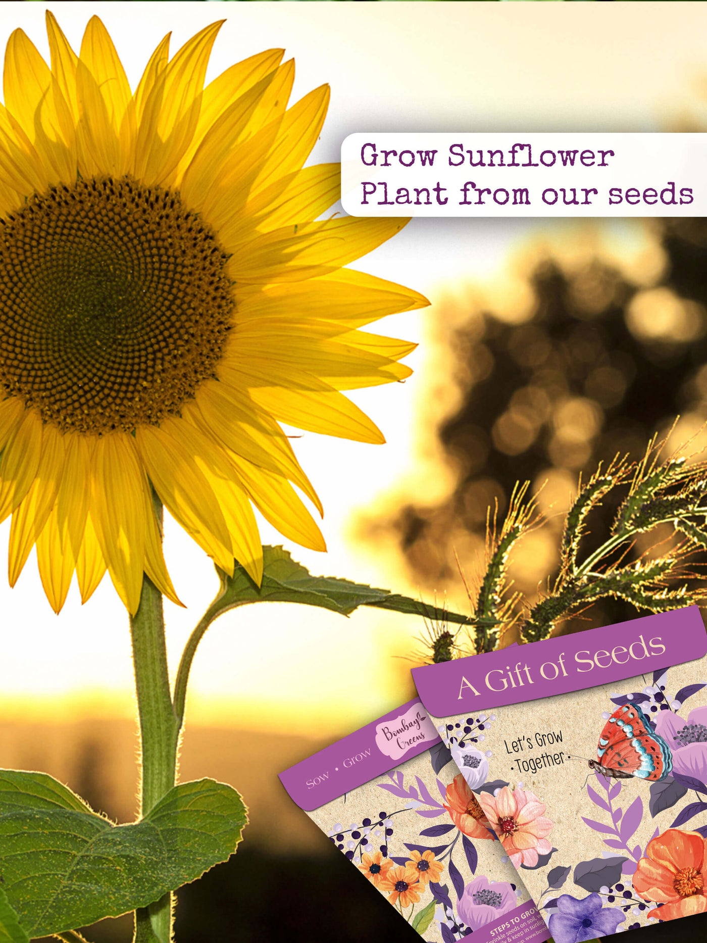 Buy Sunflower Seeds - Fresh Sunflower Plant Seeds (सूरजमुखी के बीज ...