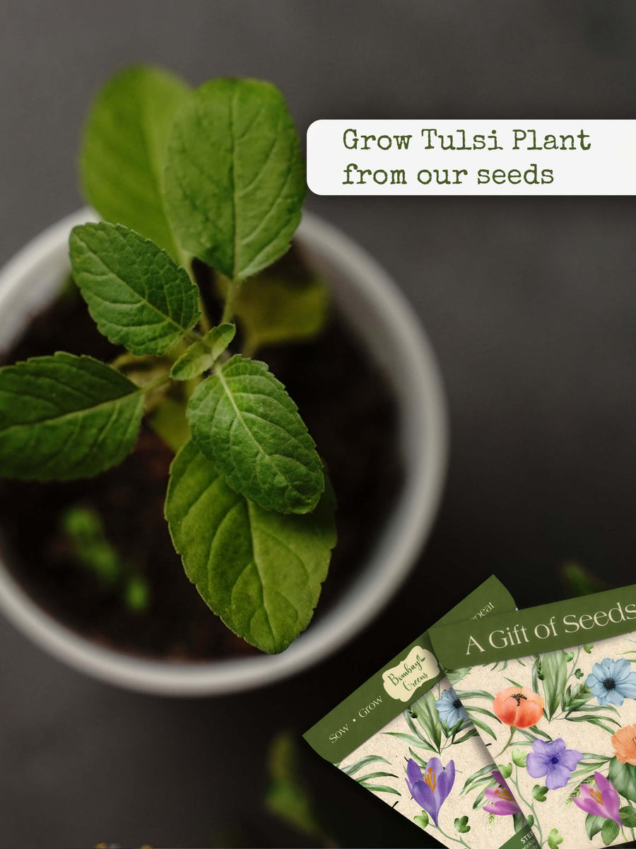 Tulsi Seeds - Buy Tulsi beej Online India | Bombay Greens